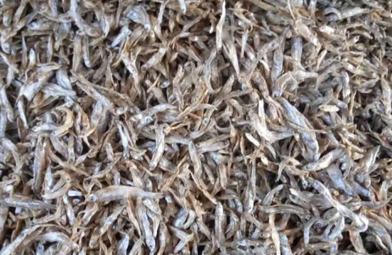 The benefits of this tiny Silver Cyprinid Fish found in Lake Victoria ...